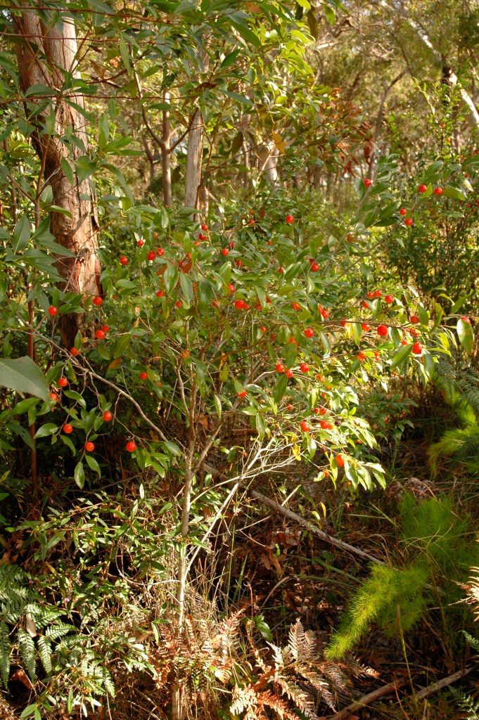 Local Plants | Native Plants Sunshine Coast